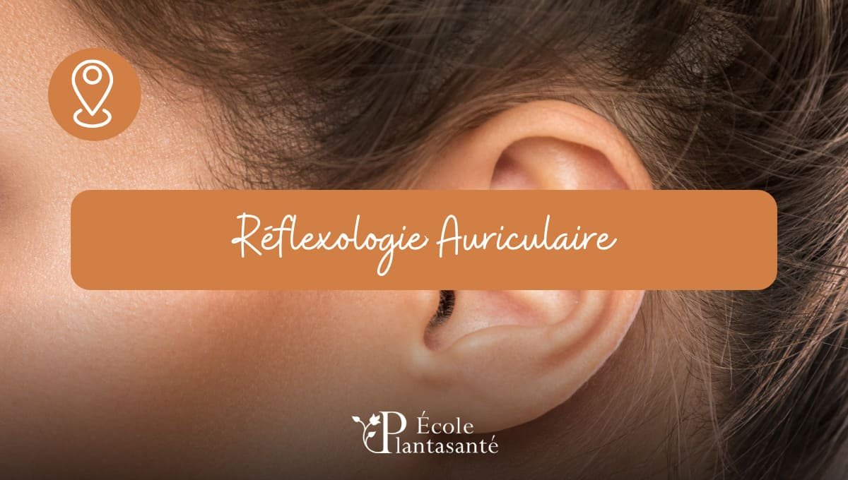 Formation Réflexologie Auriculaire - Plantasanté