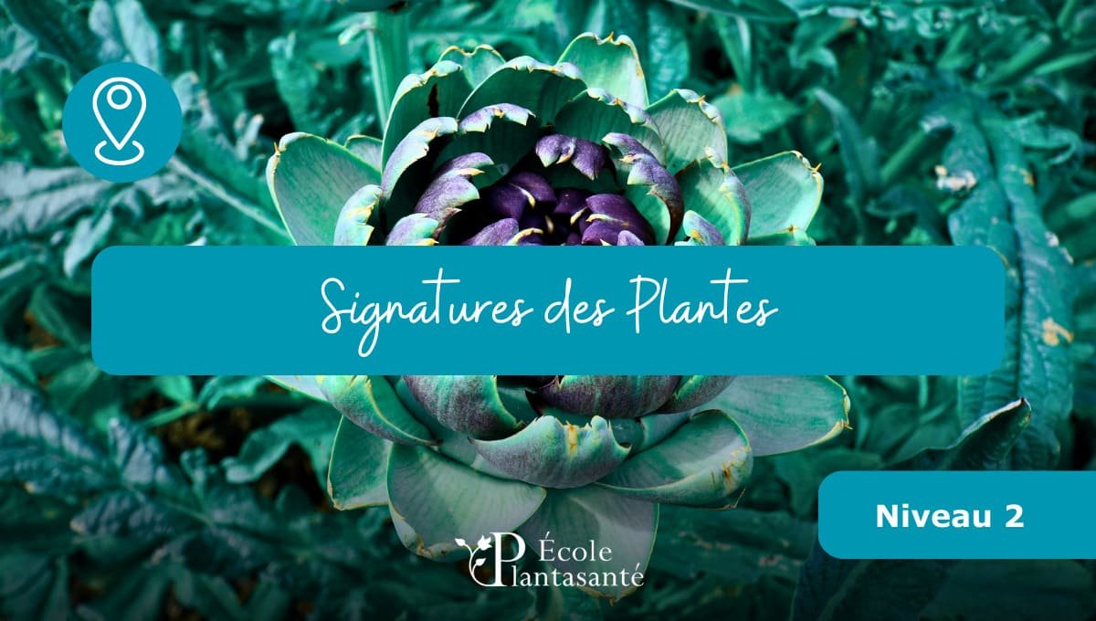 Stage Signature des Plantes (Niveau 2) - Plantasanté